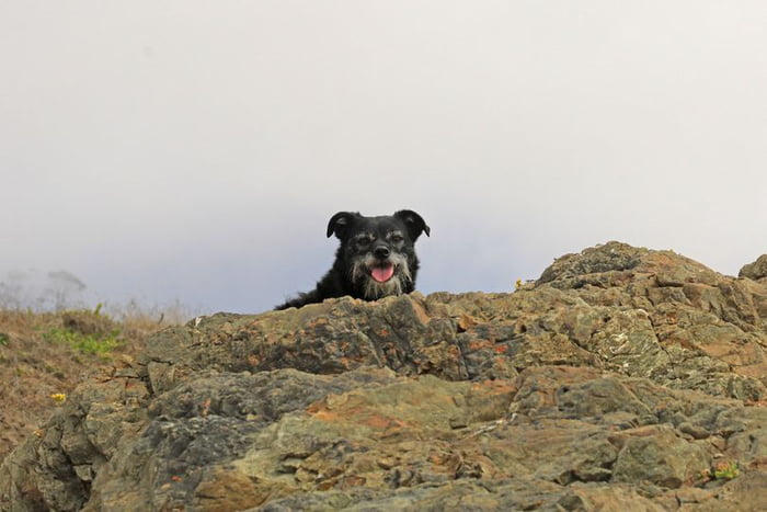 That time I couldn't find Nigel because he climbed a 15 foot cliff at ...
