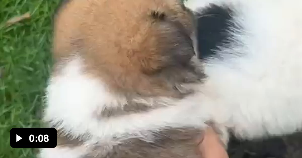 Vicious puppy attack - 9GAG