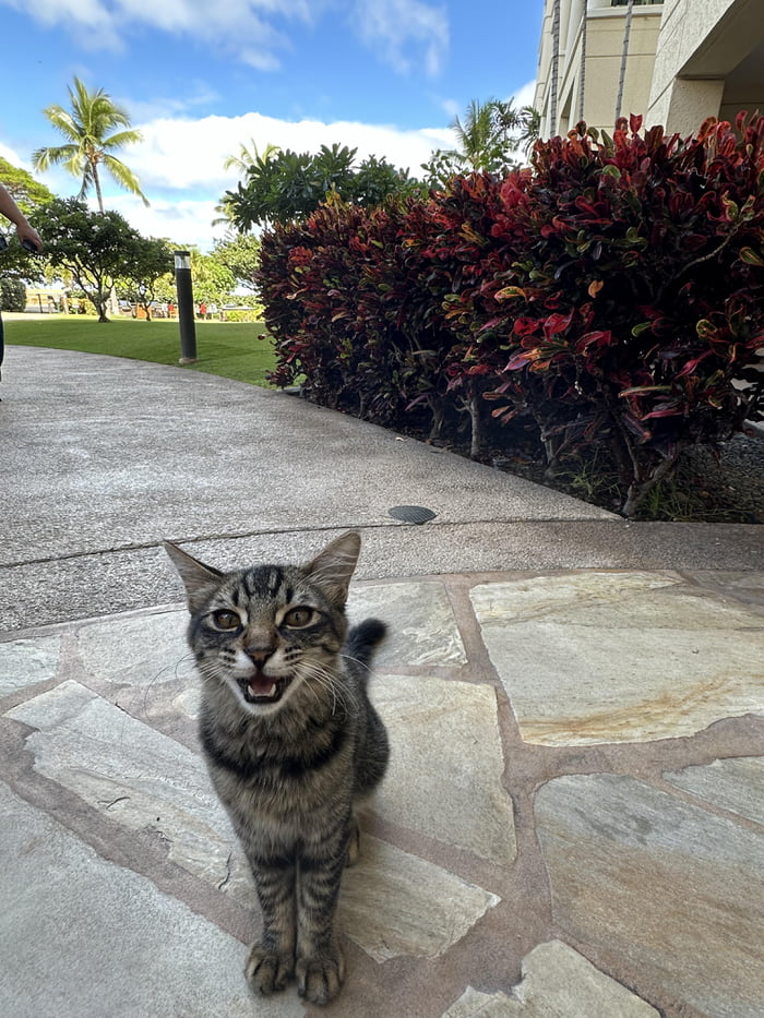 Greeter at tropical resort - 9GAG