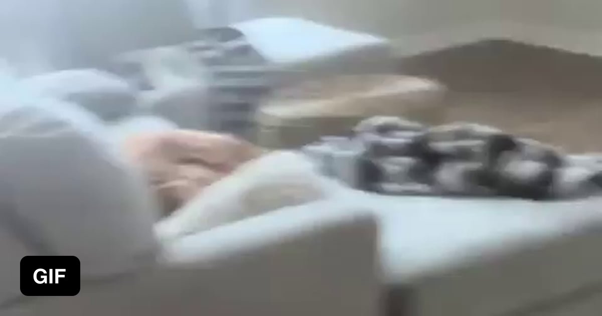 A game of chase around the couch - 9GAG