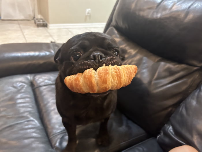 Croissant dog - 9GAG