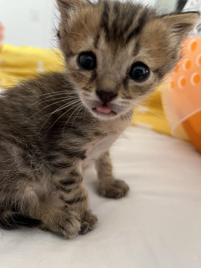 Smol potato tongue - 9GAG