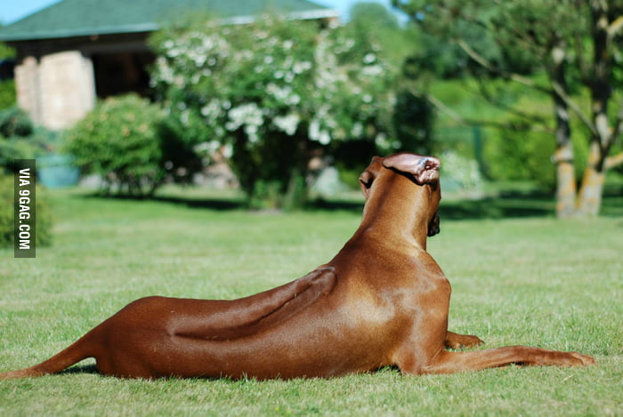 Rhodesian ridgeback - one of 3 breeds in the world that have ridges ...