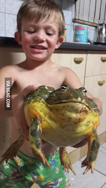 My son caught a African Bullfrog - 9GAG