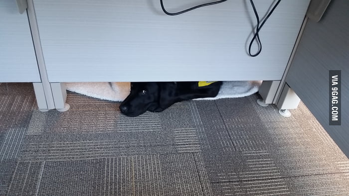 My cubicle neighbour has been complaining about my assistance dog in ...