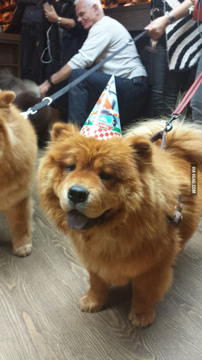 This happy little floof turned 1 year today! - 9GAG