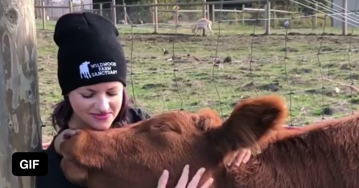 Charlotte Enjoying Life at Wildwood Farm Sanctuary - 9GAG