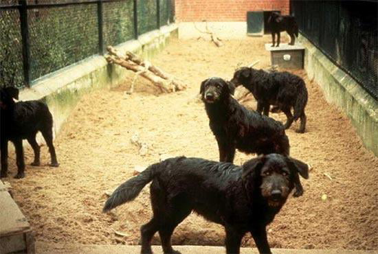 A Pack of First generation Wolf/Standard Poodle hybrids, called "Puwos ...
