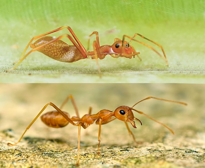 This incredible spider is mimicking red weaver ants. Ants are considerd ...