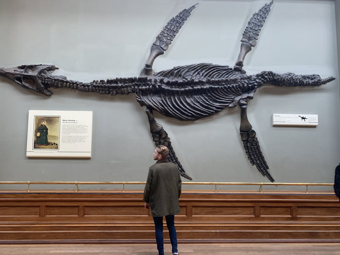 Pliosaur Skeleton