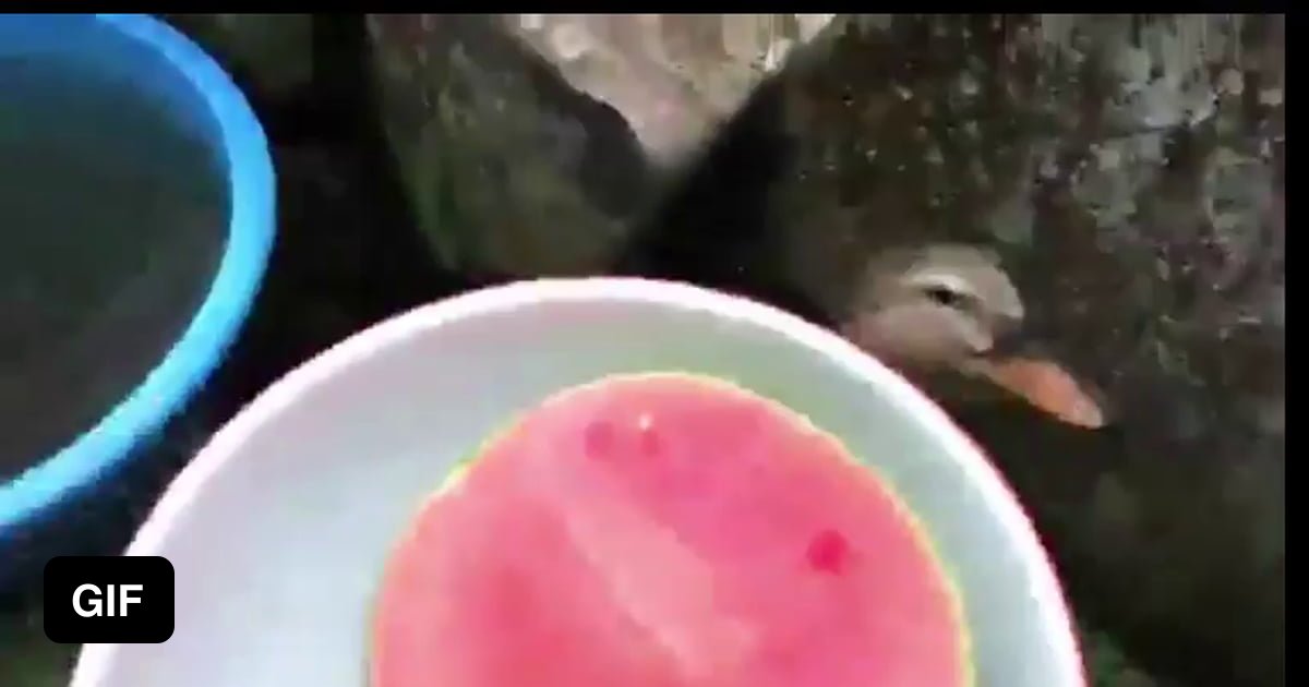 Ever saw ducks eat a watermelon? - 9GAG