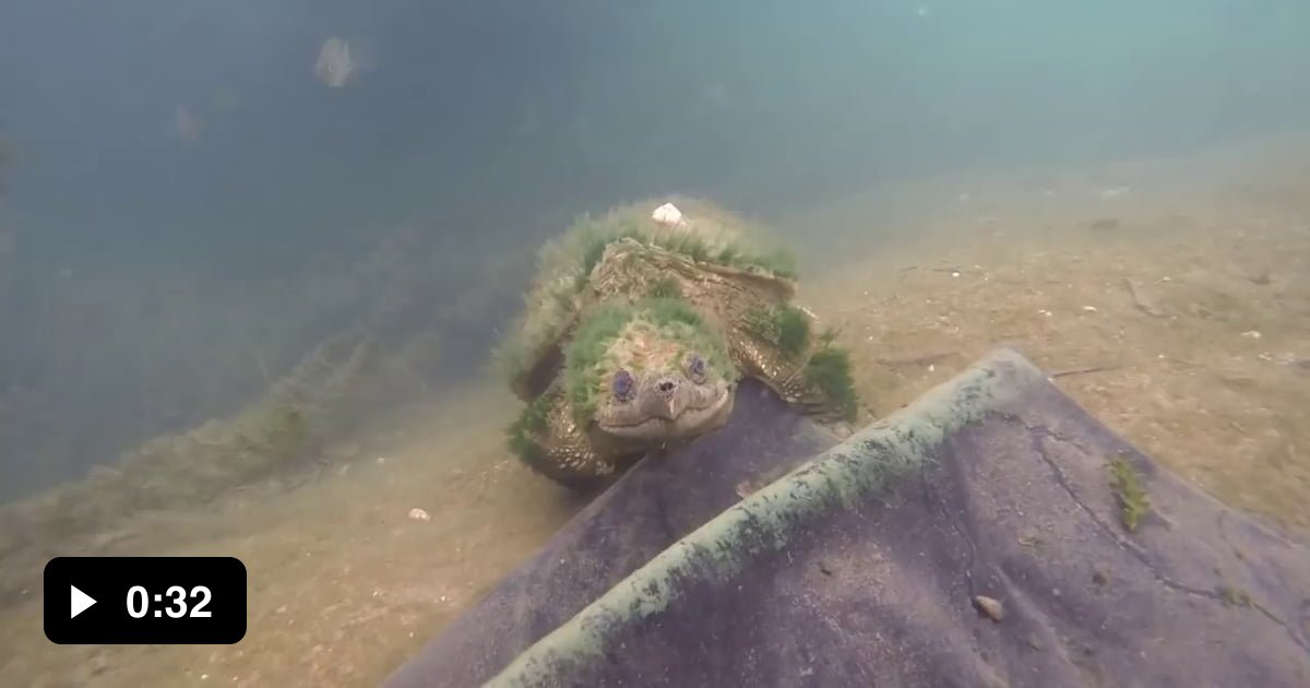 A really old snapping turtle - 9GAG