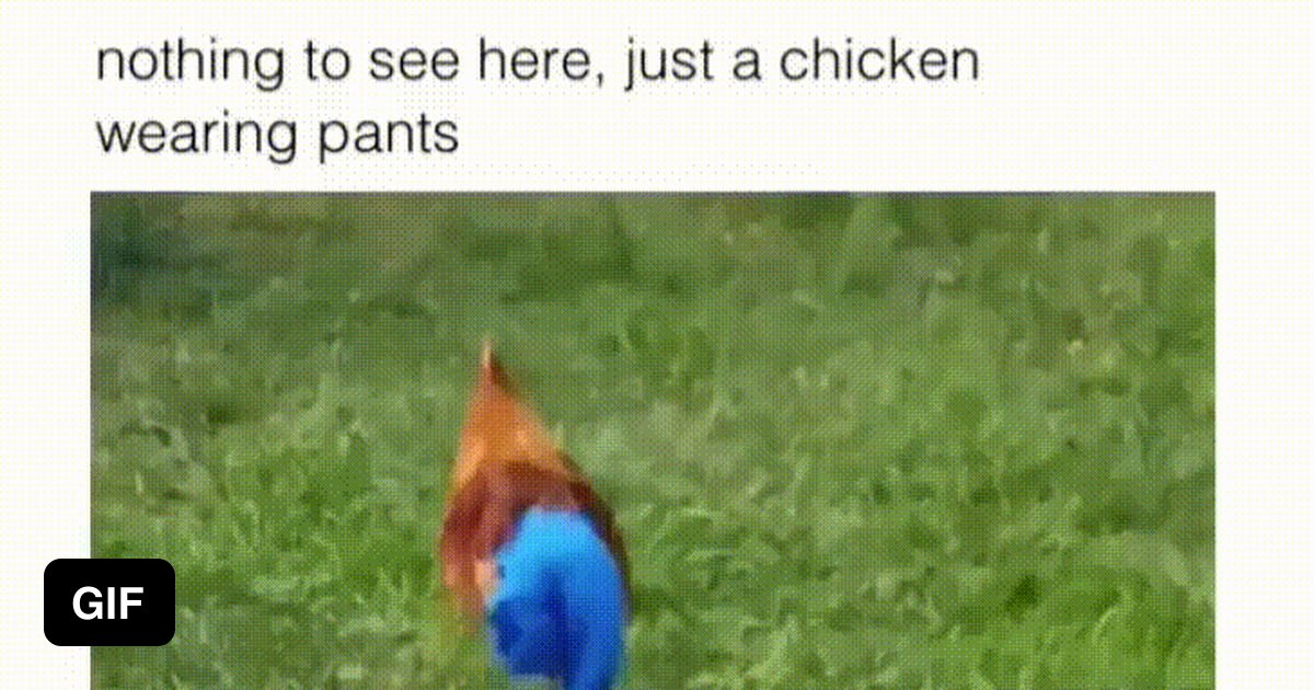 Nothing to See Here, Just a Chicken Wearing Pants - 9GAG