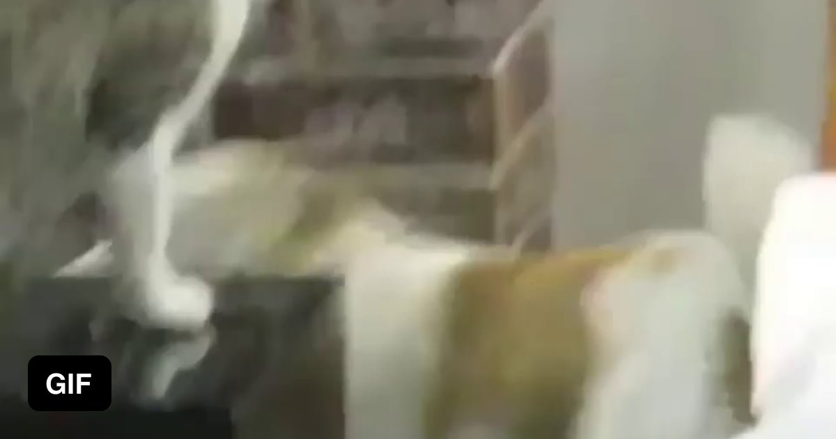 Doggo dies a little on the inside - 9GAG