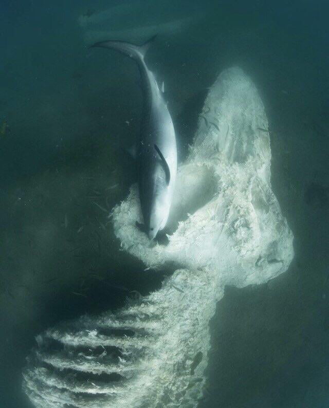 Whale skeleton at the bottom of the ocean - 9GAG