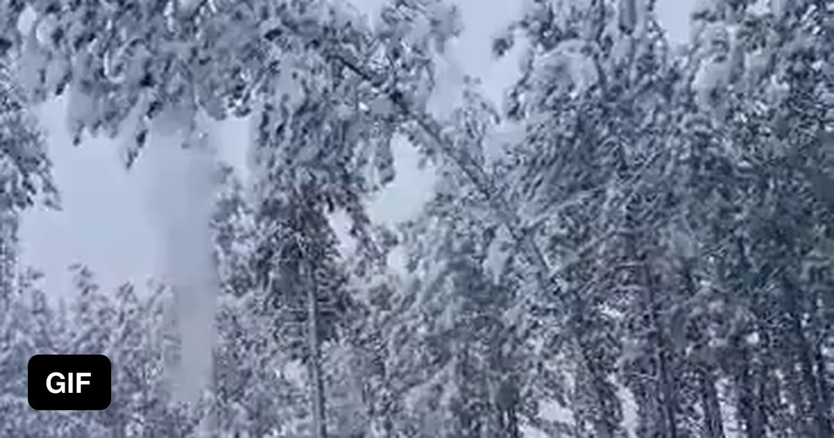 Tree overloaded with snow and ice breaks in half - 9GAG