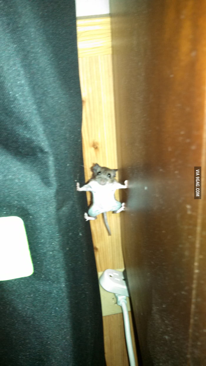 A mouse that went into Mission Impossible mode - 9GAG