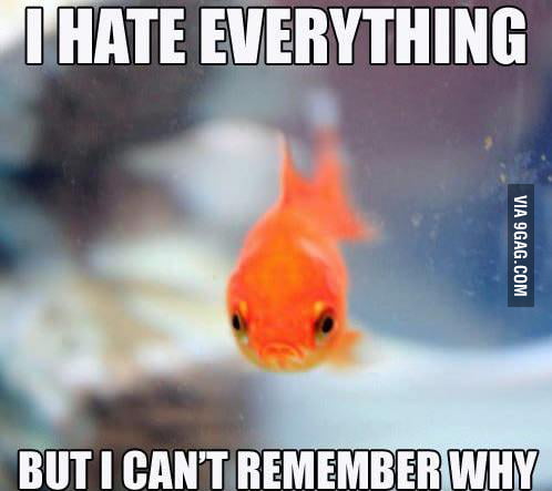 Grumpy fish - 9GAG