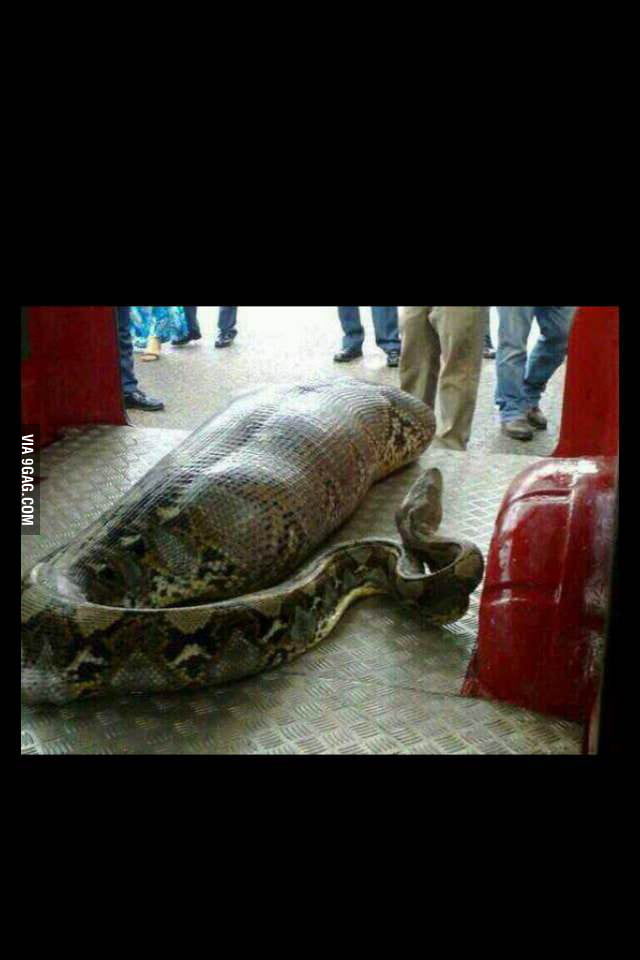 So a python ate a man in India - 9GAG
