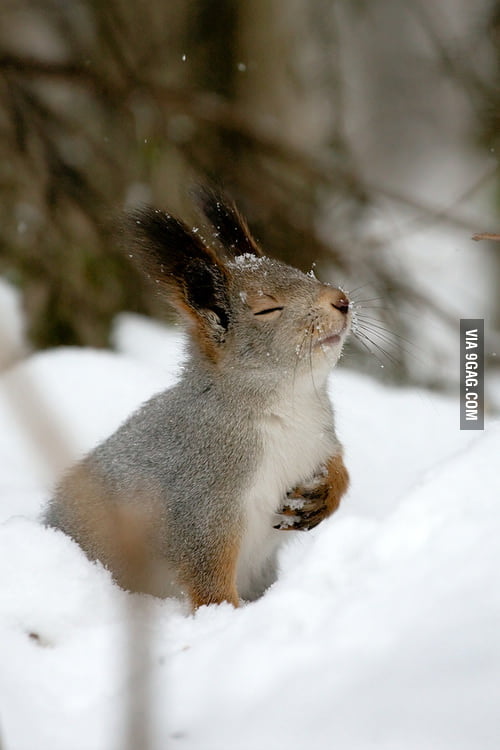 Overly Dramatic Squirrel. - 9GAG