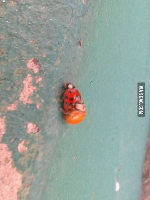 Naughty ladybugs - 9GAG