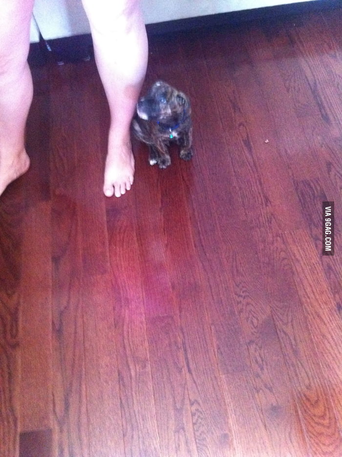 The best place to hide when he do something wrong - 9GAG