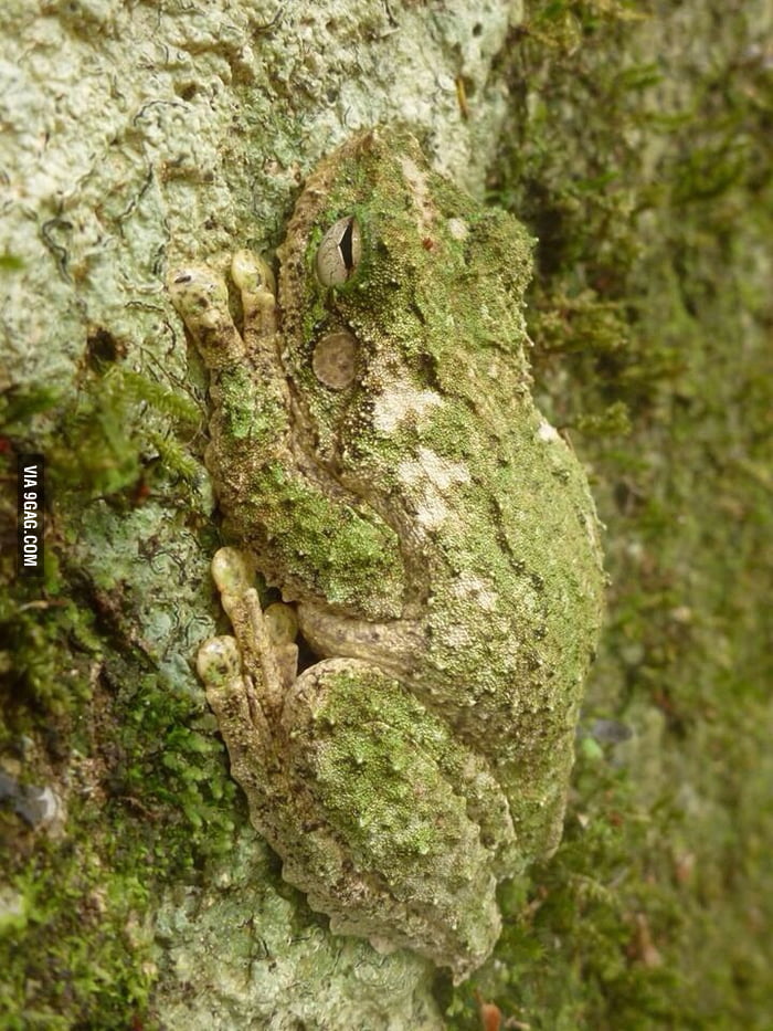 A frog perfectly camouflaged on a missy rock. - 9GAG