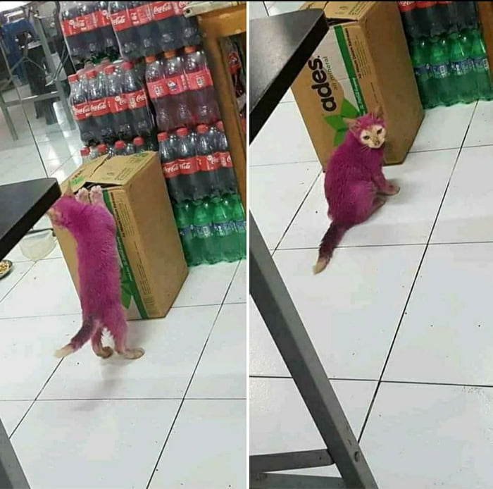 Eyy b0ss fuk u mang - 9GAG