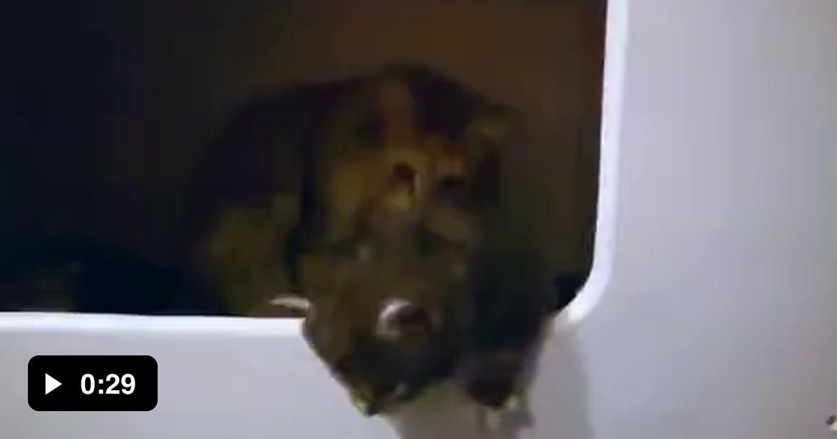 Overly dramatic cat beeing dramatic - 9GAG