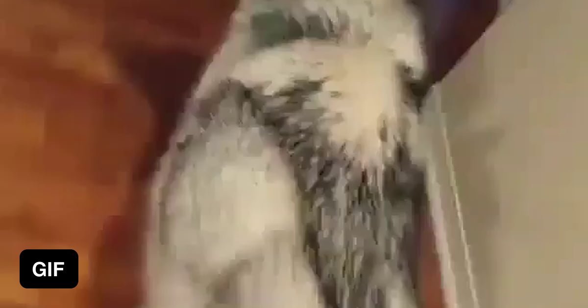 Perfect form, 10/10 husker sploot - 9GAG