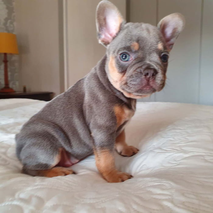 Outstanding healthy Frenchie - 9GAG