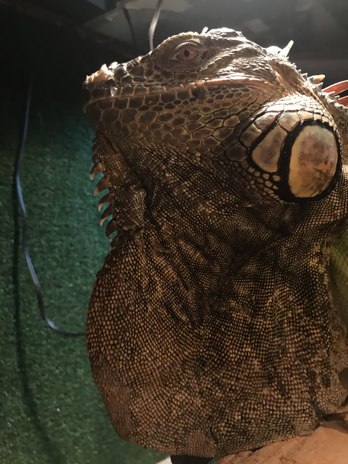 Pupper in rare form with flap out - 9GAG