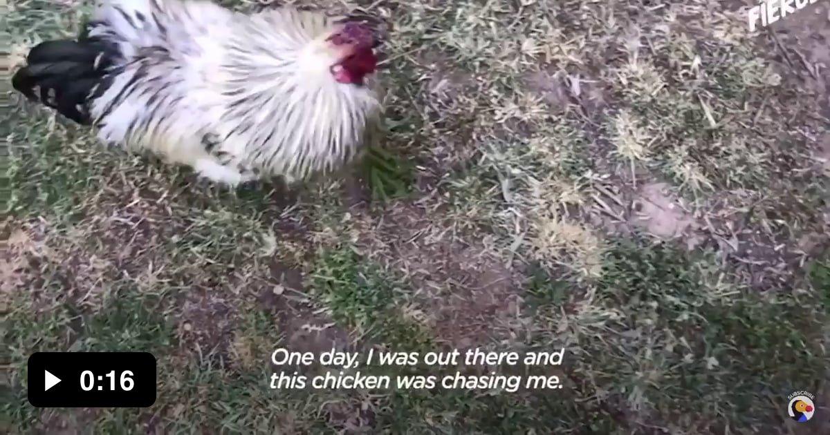 Emu vs chicken - 9GAG
