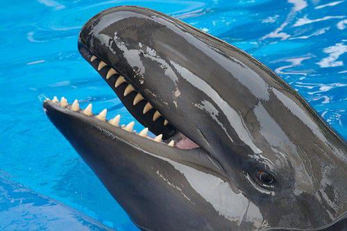 This is a Wholphin, an incredibly rare hybrid of a Bottlenose Dolphin ...