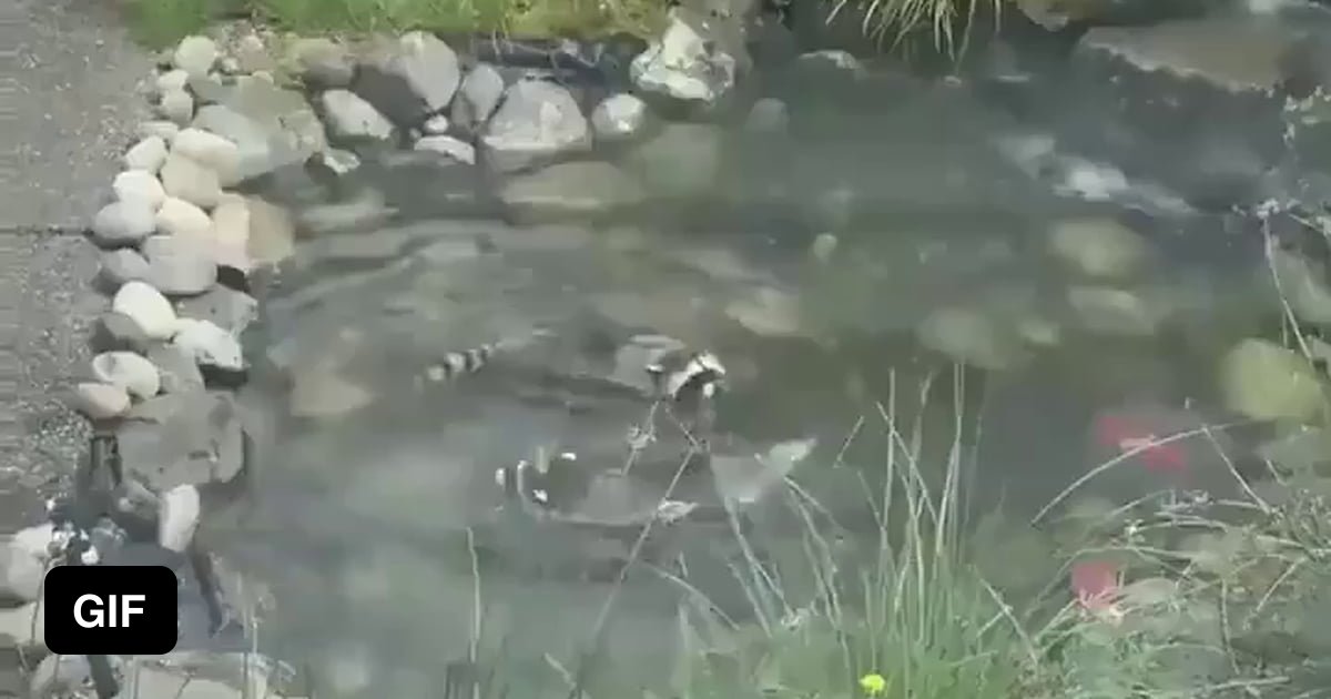 Yin and yang, raccoons of destiny - 9GAG