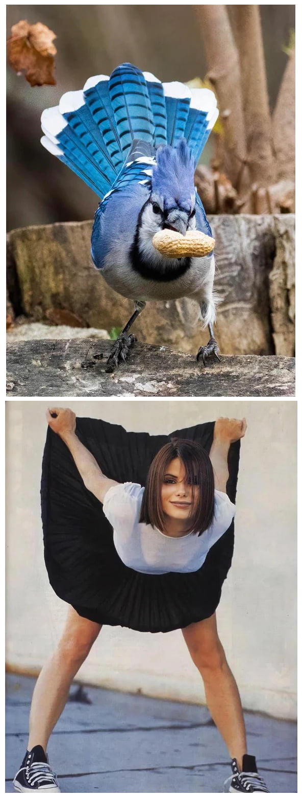 The mating dance - 9GAG