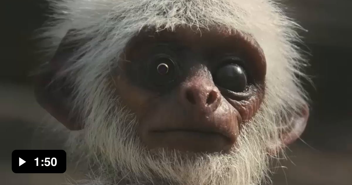 Monkeys grieve over fake monkey - 9GAG