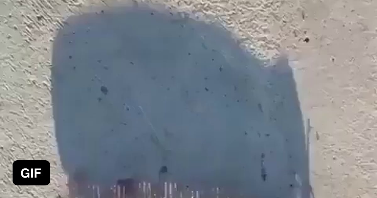 Shadow of a millipede walking - 9GAG