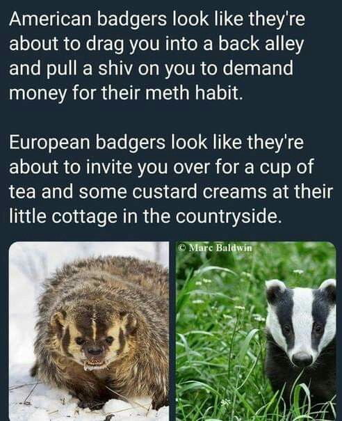 Badger comparisons - 9GAG