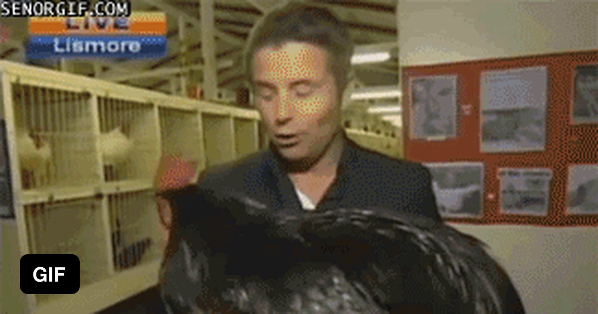 Fatso, the killer rooster - 9GAG