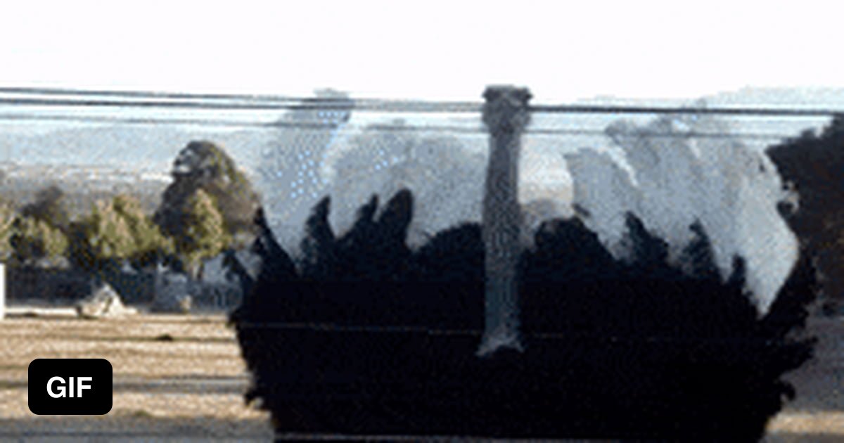 Ostrich mating dance - 9GAG