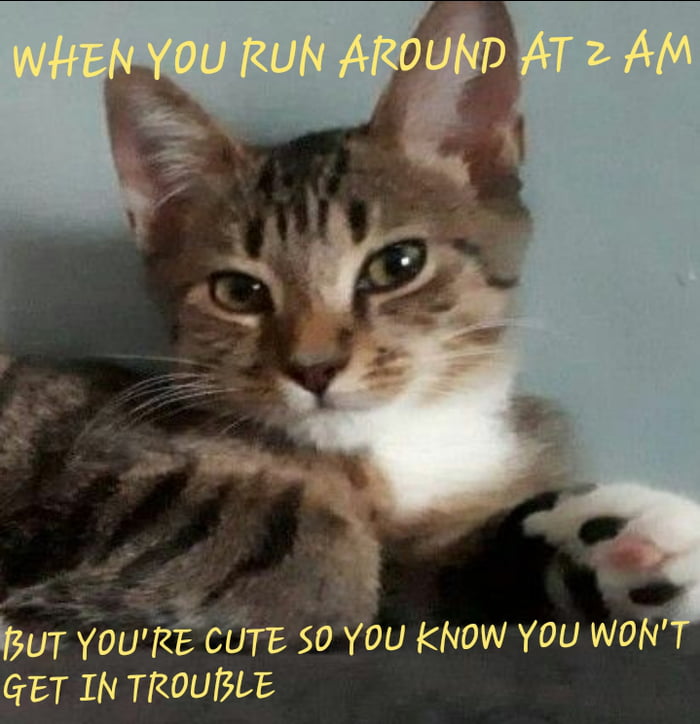 Make my cat into a meme! Introducing the smug kitty meme - 9GAG
