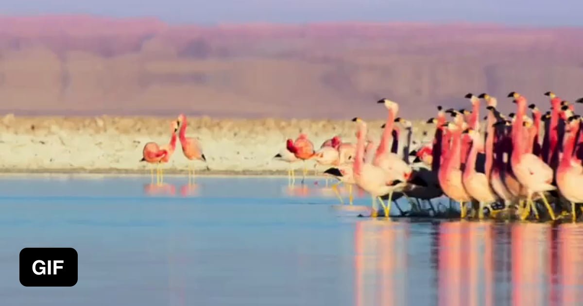 These marching flamingos - 9GAG