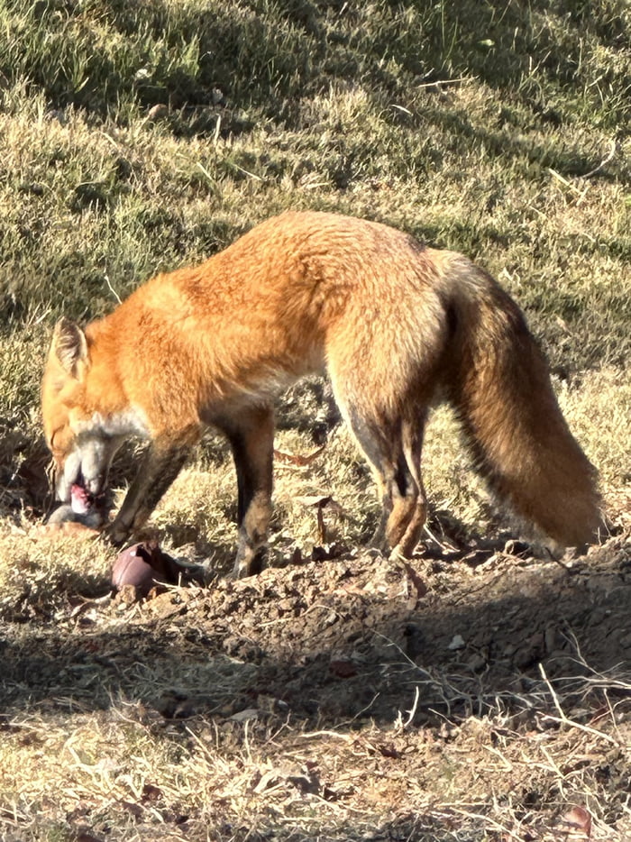 Beautiful Red Fox - 9GAG