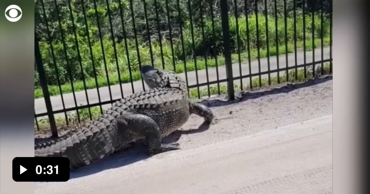 Darwin Award goes to - 9GAG