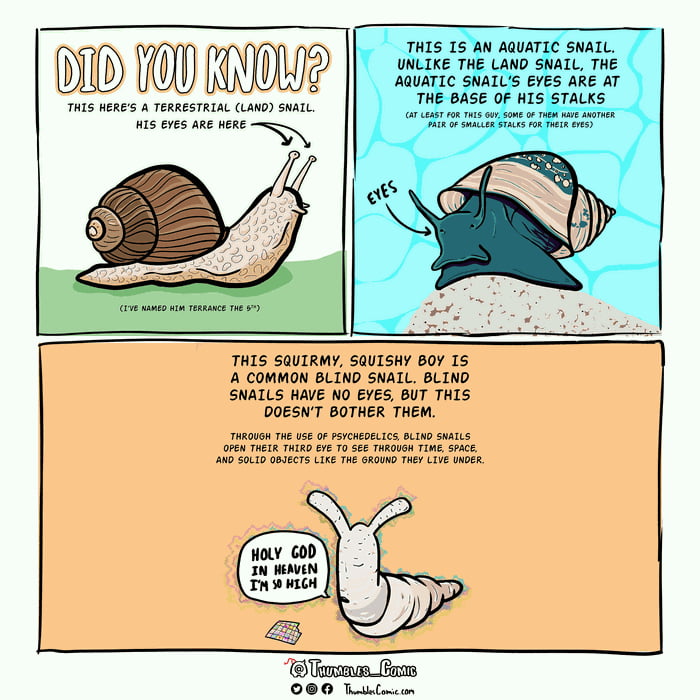 Snail facts! - 9GAG