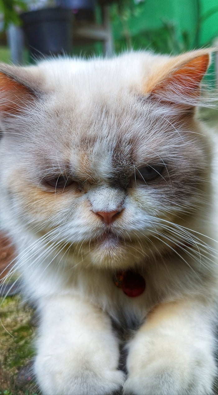 Selen, Ms. Grumpy - 9GAG