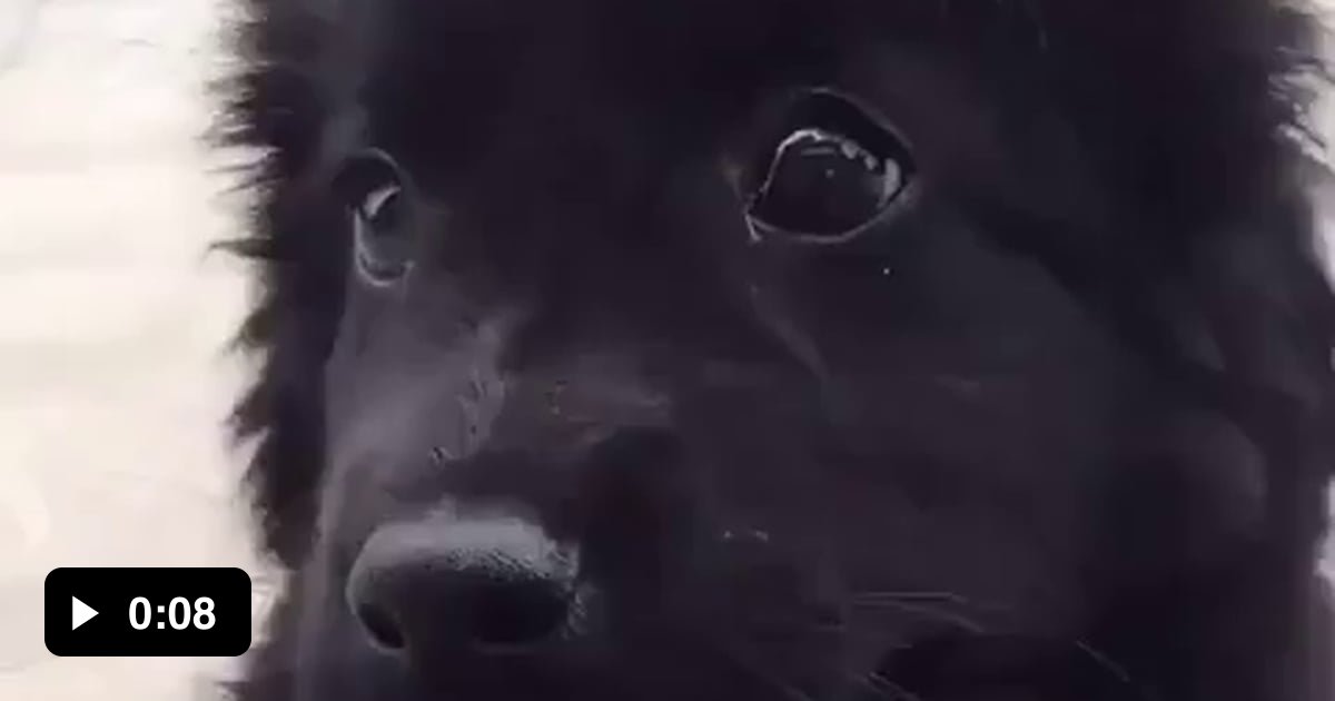 The eyes! The fluff! - 9GAG