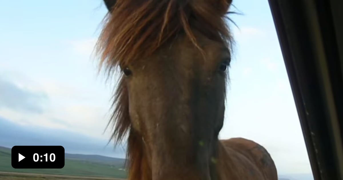 Icelandic horse - 9GAG