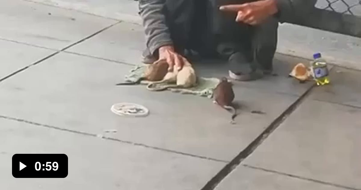 It's not everyday you see trained Rats, Peruvian "Rat Man" performing ...
